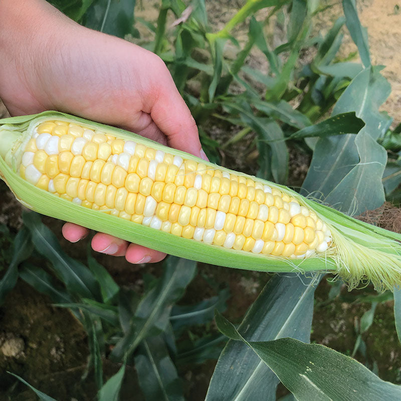 Sweet Corn Sweet Chorus F1 Seed – Harris Seeds