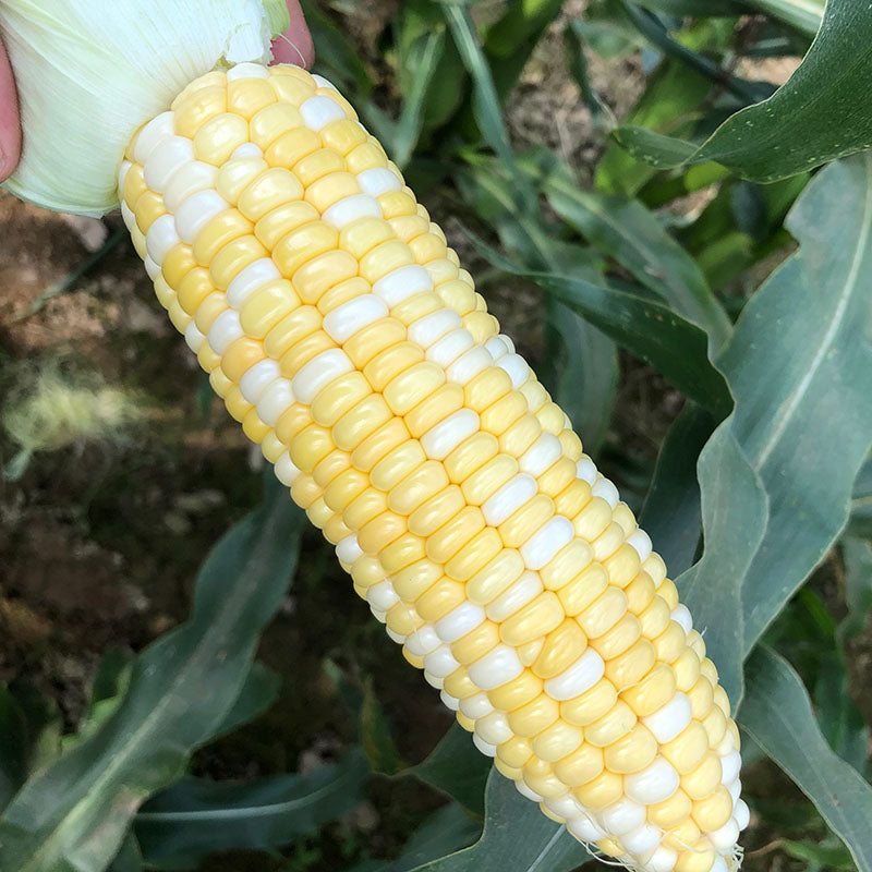 Sweet Corn Sweet Chorus F1 Seed – Harris Seeds