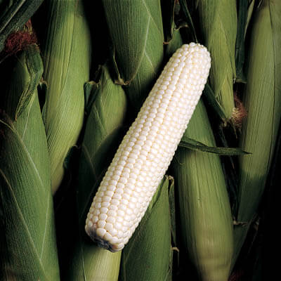 Sweet Corn Silver King F1 Seed – Harris Seeds