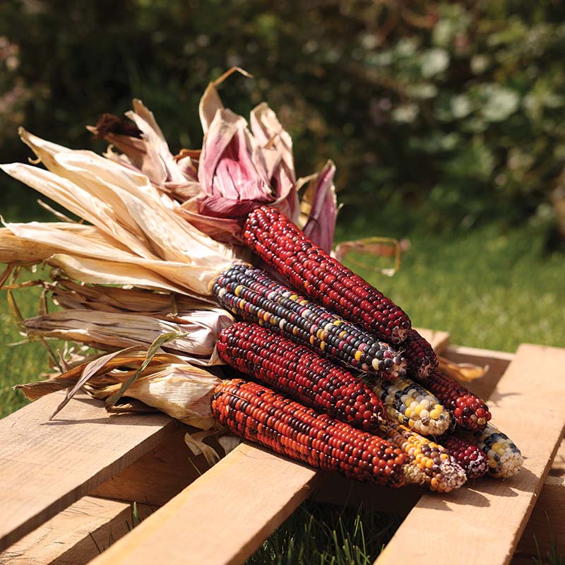 Ornamental Corn Wilda's Pride Seed – Harris Seeds