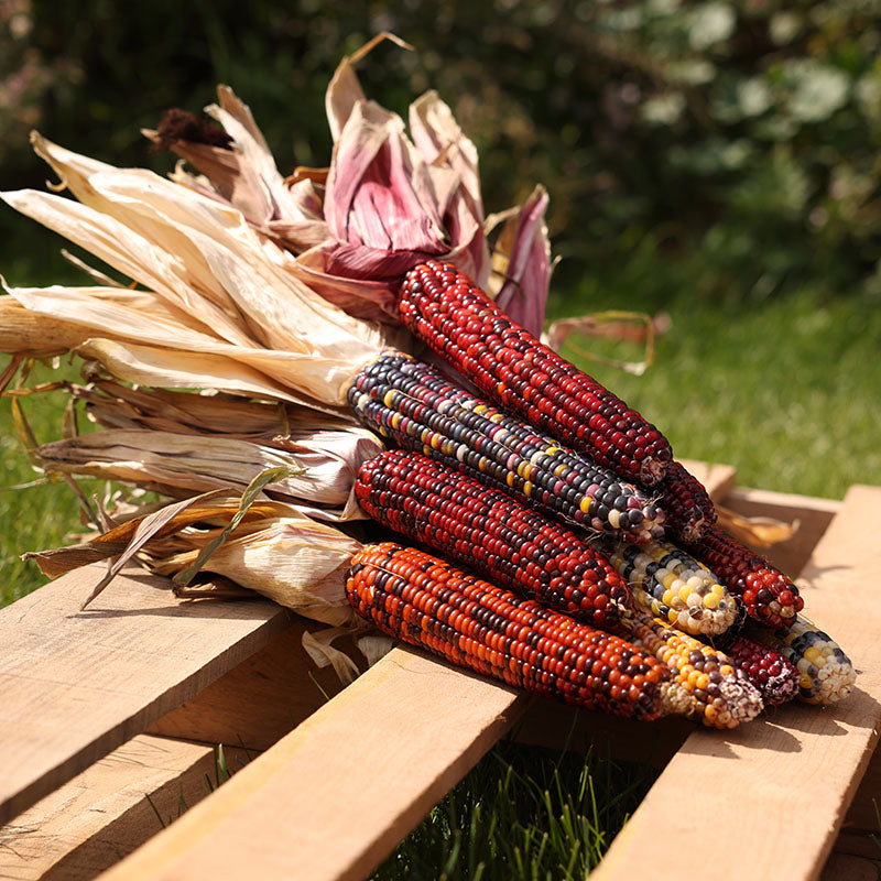 Ornamental Corn Wilda's Pride Seed – Harris Seeds