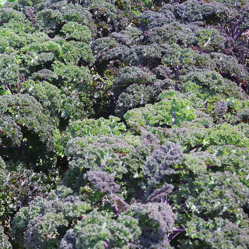 Kale Redbor F1 Seed – Harris Seeds