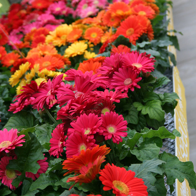 Gerbera Jaguar Mix F1 Seed – Harris Seeds