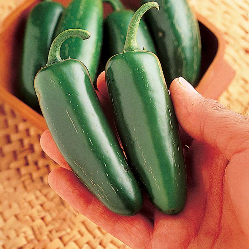 Pepper Mucho Nacho F1 Seed – Harris Seeds