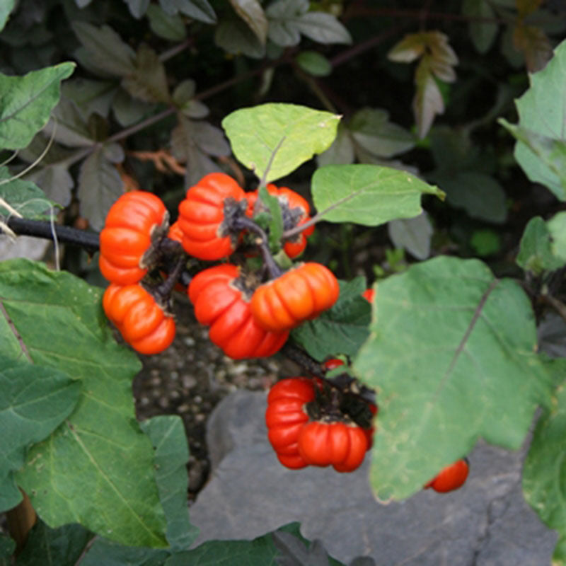 Pepper Pumpkin Pepper Seed – Harris Seeds