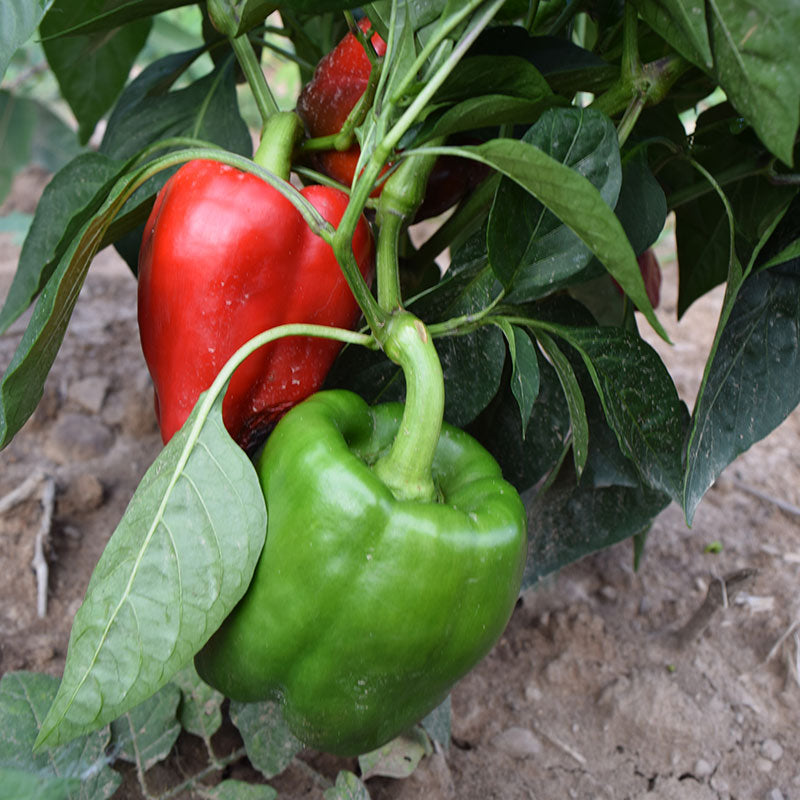 Pepper Alliance F1 Seed – Harris Seeds