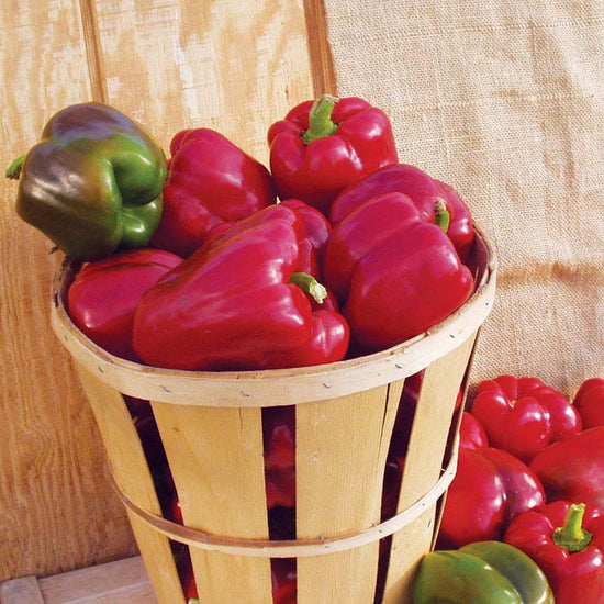 Pepper Alliance F1 Seed – Harris Seeds