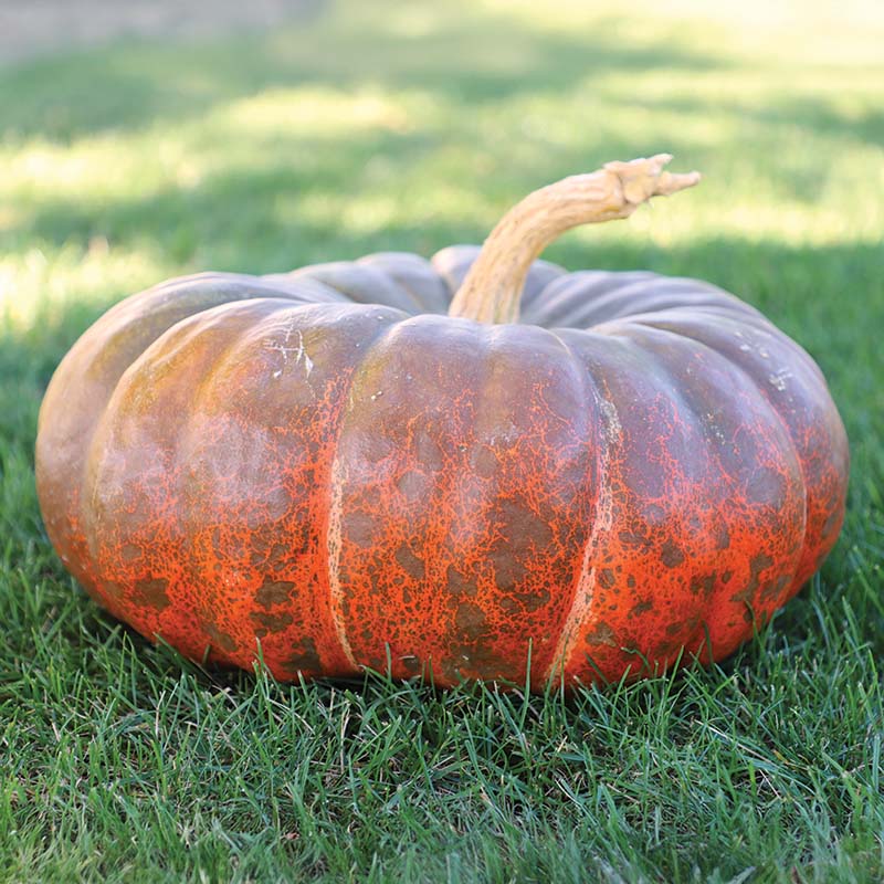Pumpkin Cinderella Seed – Harris Seeds