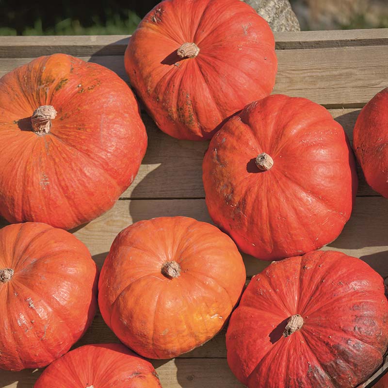 Pumpkin Cinderella Seed – Harris Seeds