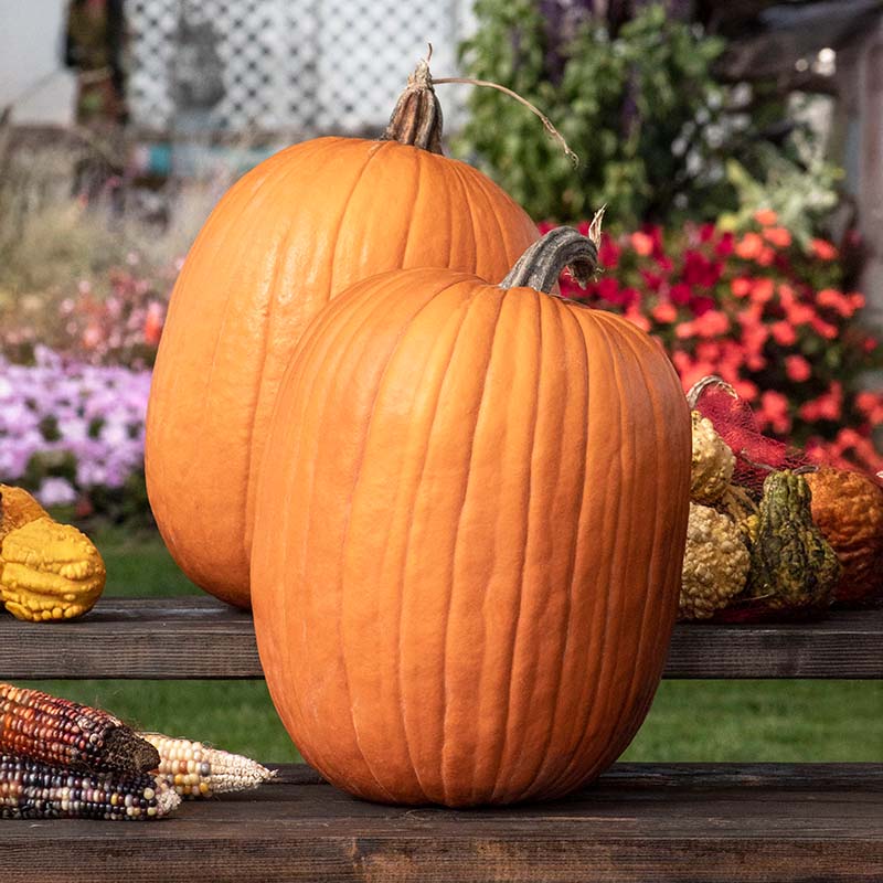 Pumpkin Aladdin F1 Seed – Harris Seeds