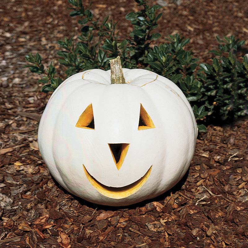 Pumpkin Lumina Seed – Harris Seeds