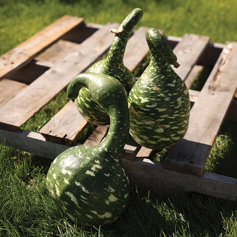 Gourd Big Boy Mix Seed – Harris Seeds