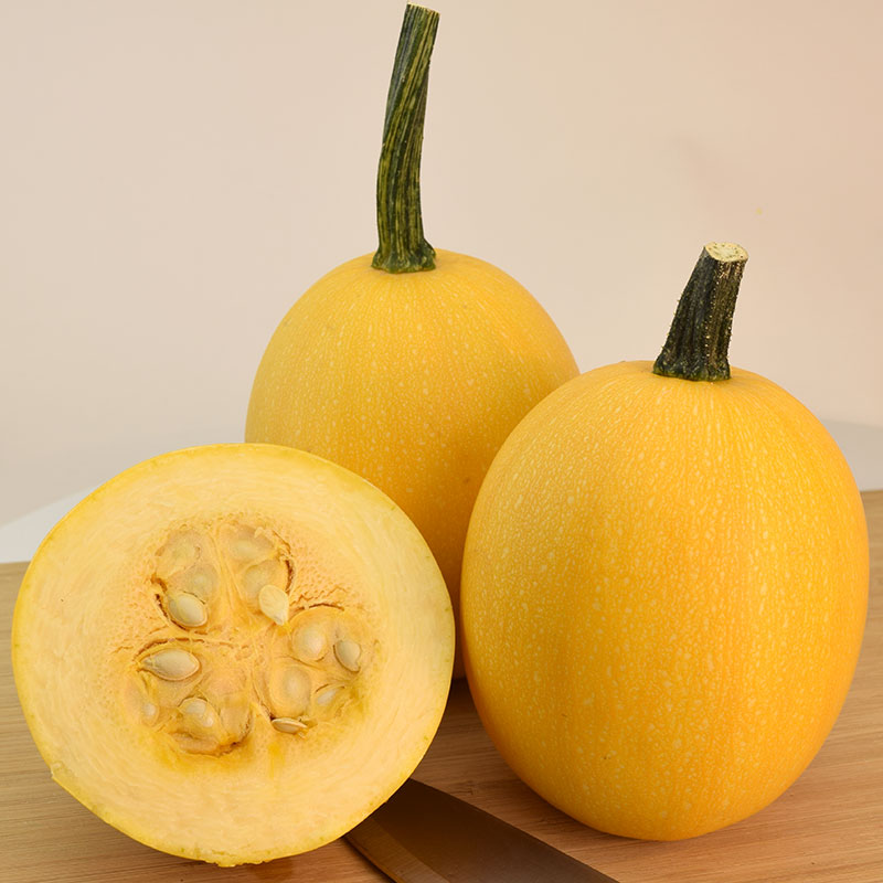 Squash Small Wonder F1 Seed – Harris Seeds