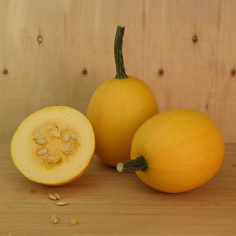 Squash Small Wonder F1 Seed – Harris Seeds