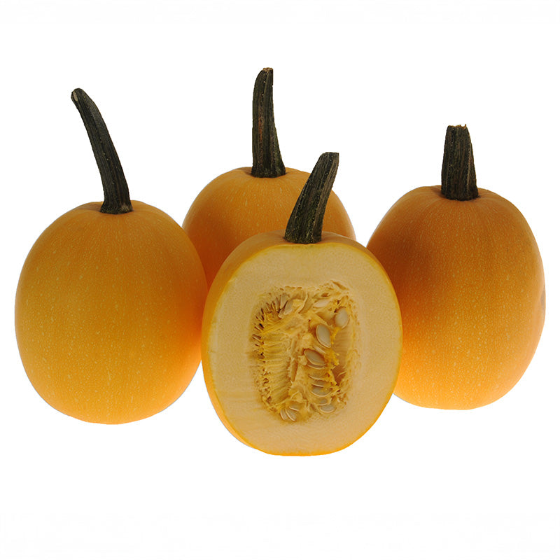 Squash Small Wonder F1 Seed – Harris Seeds