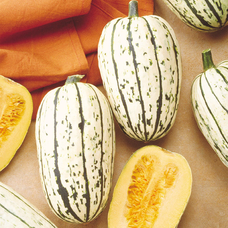 Squash Bush Delicata Seed – Harris Seeds