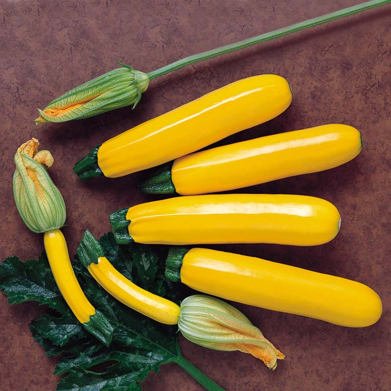 Squash Golden Rod F1 Seed – Harris Seeds