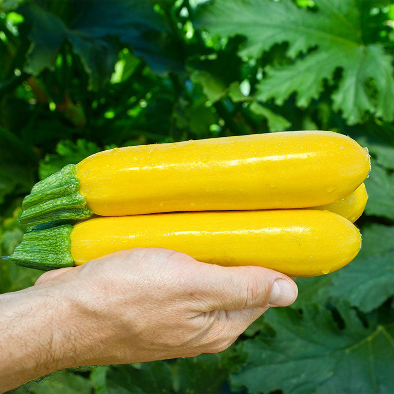 Squash Golden Rod F1 Seed – Harris Seeds