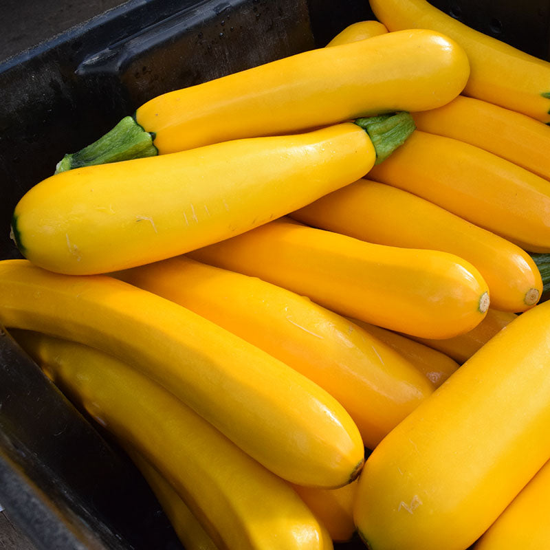 Squash Golden Rod F1 Seed – Harris Seeds