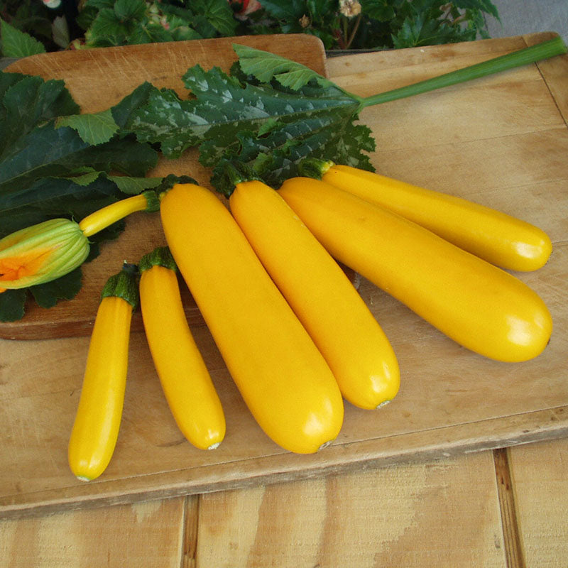 Squash Golden Rod F1 Seed – Harris Seeds
