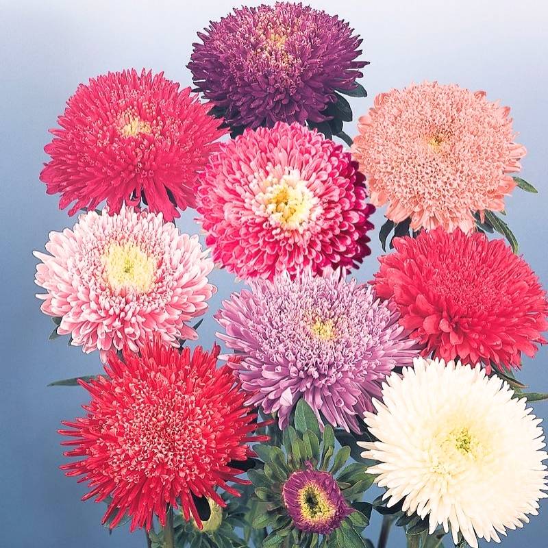 Aster Standy Mix Seed – Harris Seeds