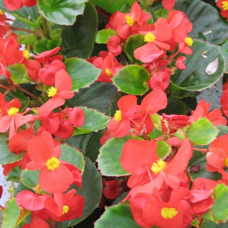 Begonia Ambassador Scarlet F1 Seed – Harris Seeds