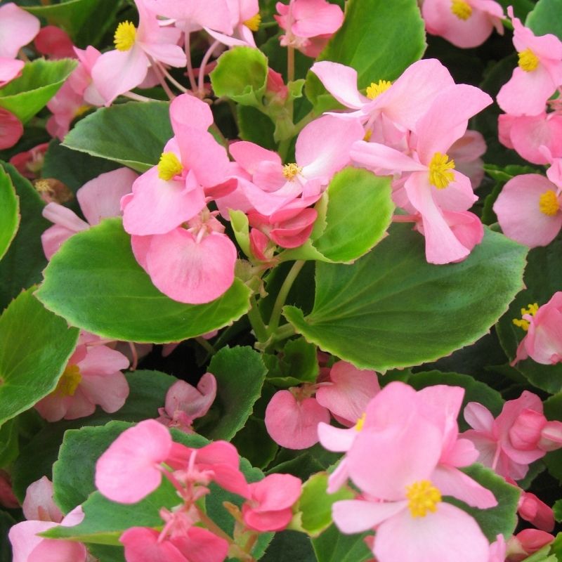 Begonia Ambassador Pink F1 Seed – Harris Seeds