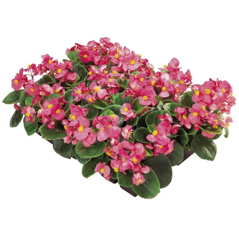 Begonia Ambassador Pink F1 Seed – Harris Seeds
