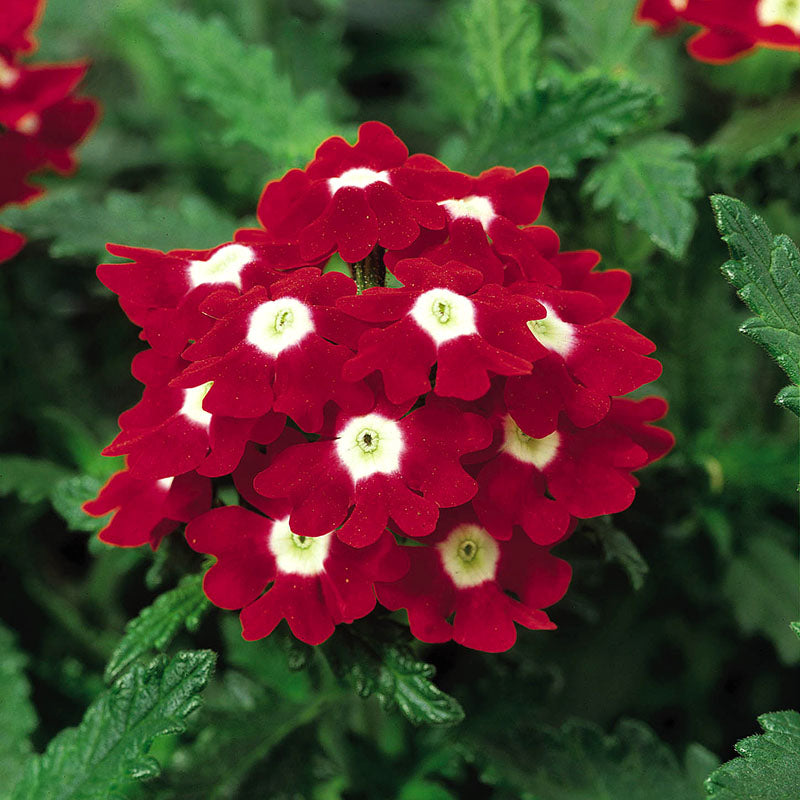 Verbena Obsession Spirit Mix Seed – Harris Seeds