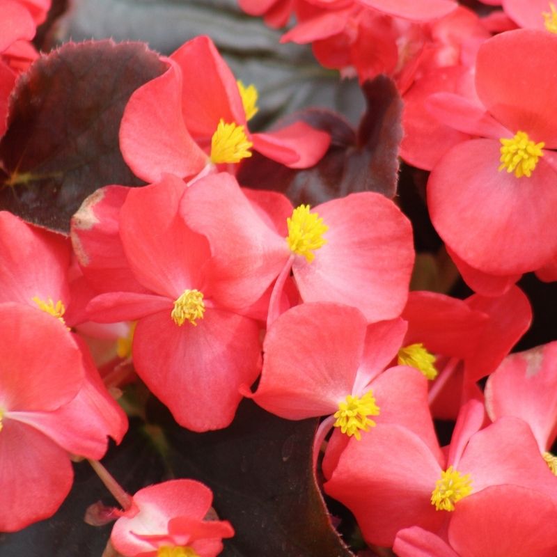 Begonia Vodka BEGONIA Semperflorens COCKTAIL VODKA