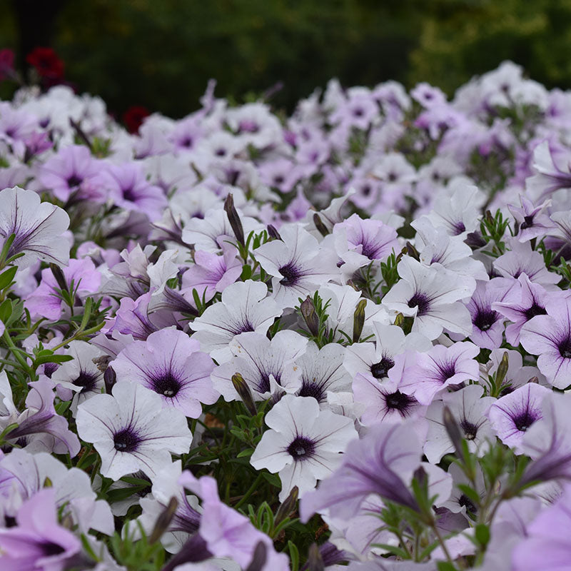 Petunia Tidal Wave Silver F1 Seed – Harris Seeds