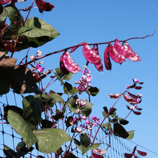 Hyacinth Bean Ruby Moon Seed – Harris Seeds