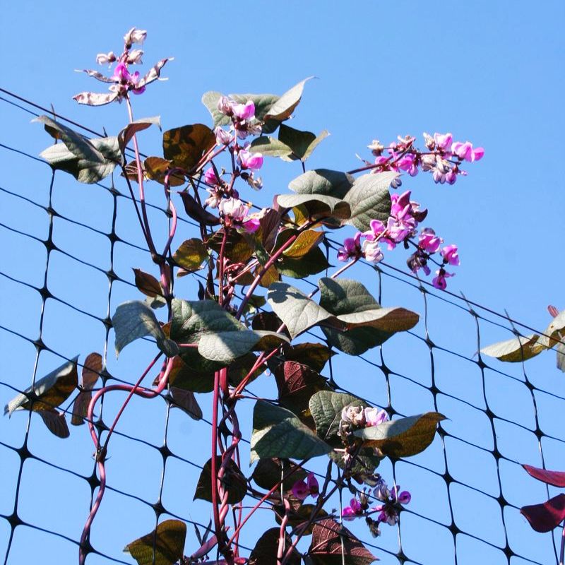 Hyacinth Bean Ruby Moon Seed – Harris Seeds