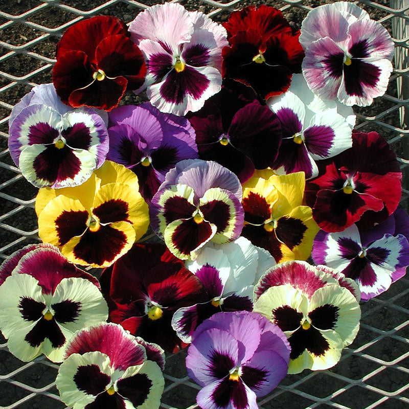 Pansy Majestic Giants II Mix F1 Seed – Harris Seeds