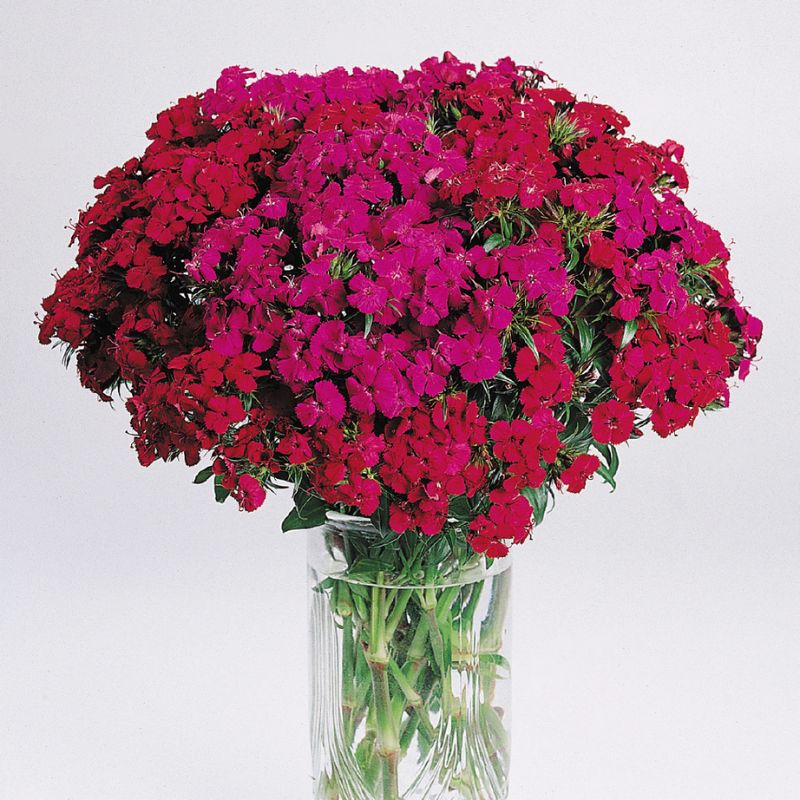 Dianthus Amazon Neon Duo F1 Seed – Harris Seeds