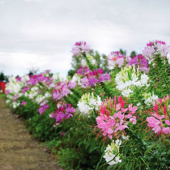 Cleome Queen Mix Seed – Harris Seeds
