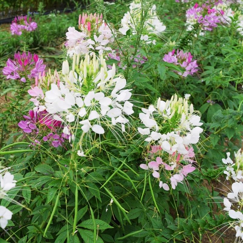 Cleome Queen Mix Seed – Harris Seeds