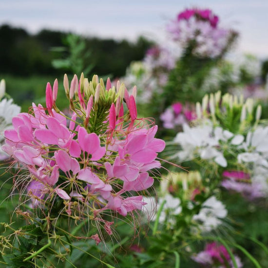 Cleome Queen Mix Seed – Harris Seeds