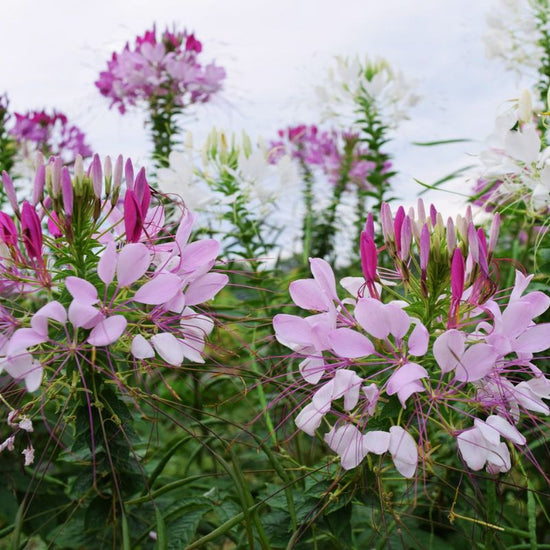 Cleome Queen Mix Seed – Harris Seeds