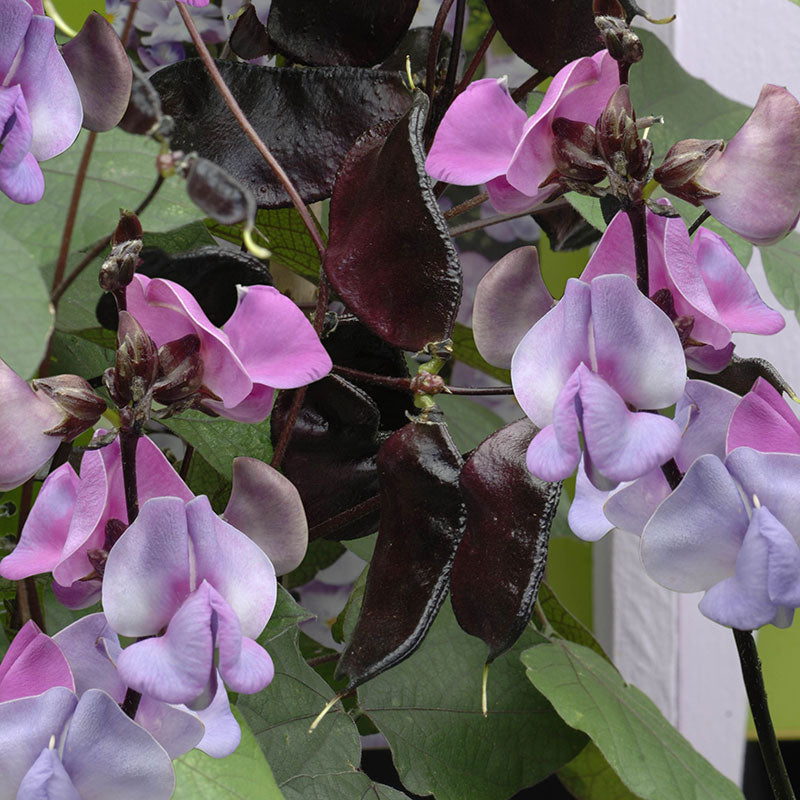 Hyacinth Bean Ruby Moon Seed – Harris Seeds