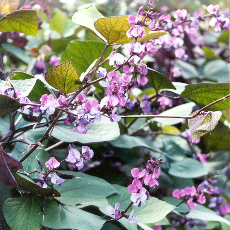 Hyacinth Bean Ruby Moon Seed – Harris Seeds