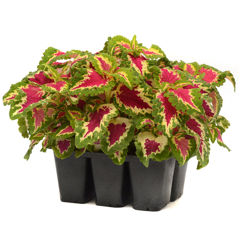 Coleus Wizard Rose Seed – Harris Seeds