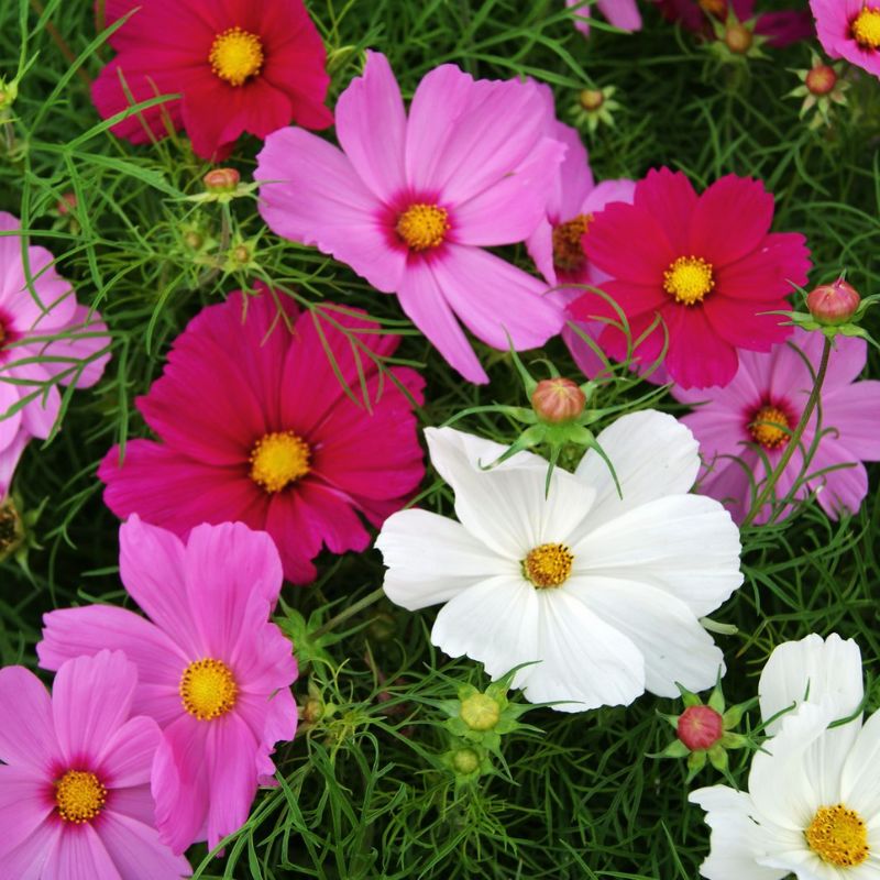 Cosmos Sensation Mix Seed – Harris Seeds
