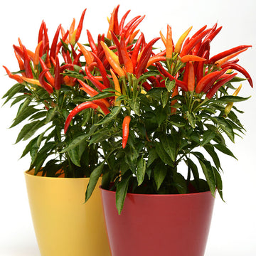 Ornamental Pepper Seeds - Grow Ornamental Peppers – Harris Seeds