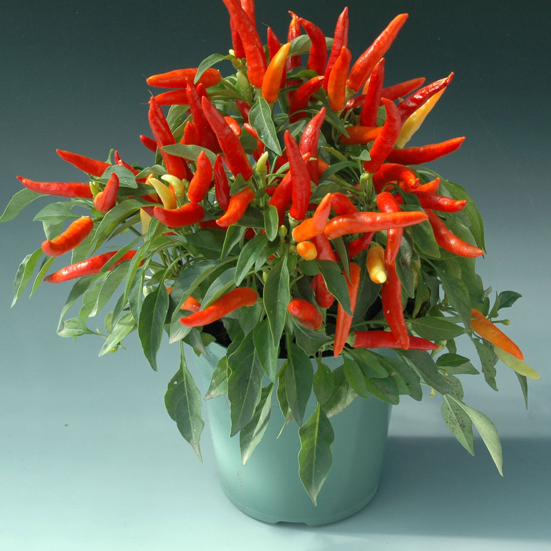 Ornamental Pepper Chilly Chili F1 Seed – Harris Seeds
