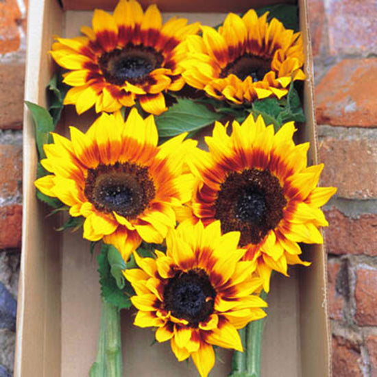 Sunflower ProCut Bicolor F1 Seed – Harris Seeds