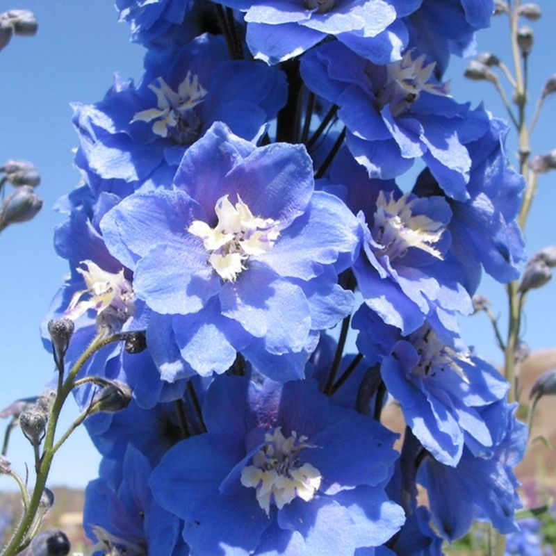Delphinium Magic Fountains Mix Seed – Harris Seeds