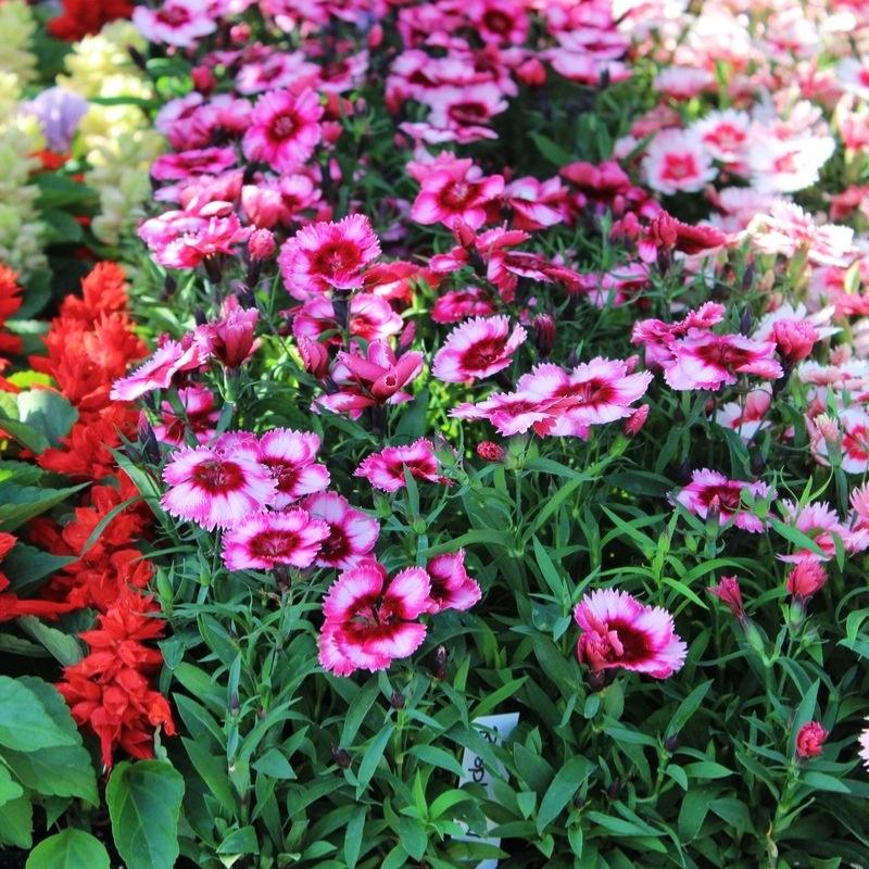 Dianthus Super Parfait Raspberry F1 Seed – Harris Seeds