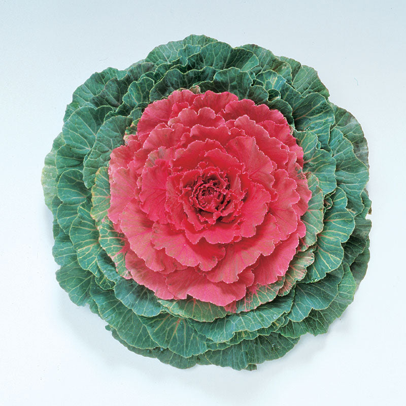 Ornamental Kale Pigeon Red F1 Seed – Harris Seeds