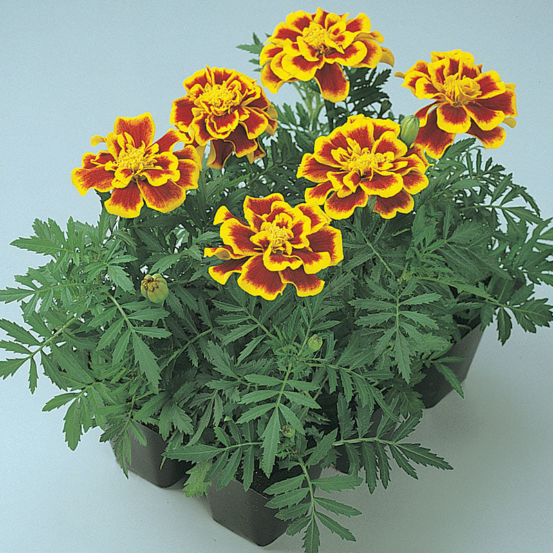 Marigold Durango Bee Seed – Harris Seeds